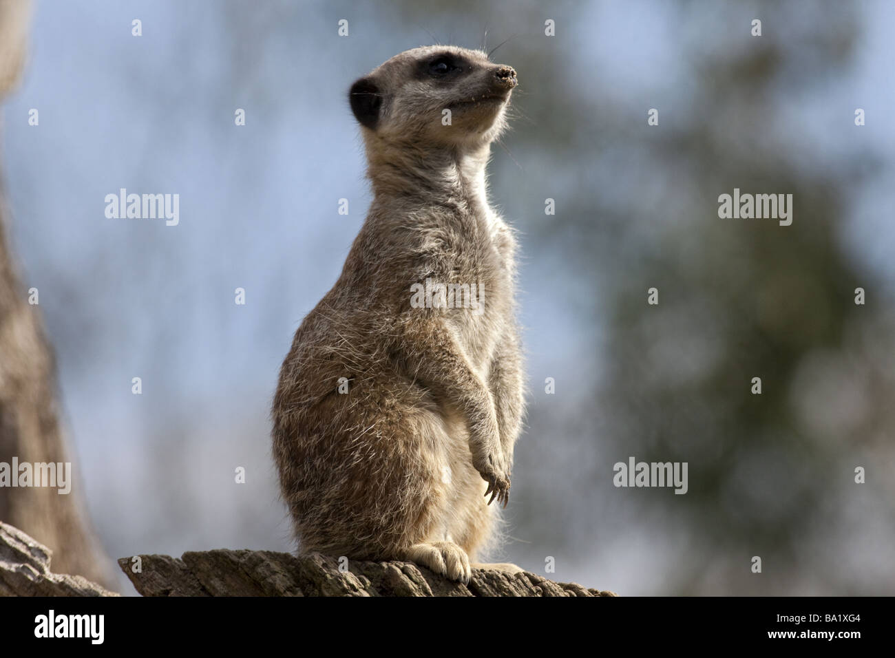 A Slender Tailed Meerkat standing up Stock Photo - Alamy