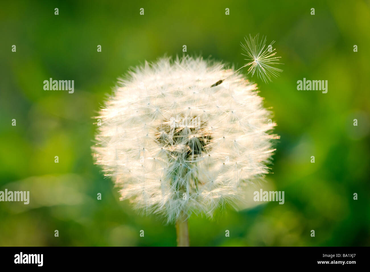 Growing dandelion hi-res stock photography and images - Alamy