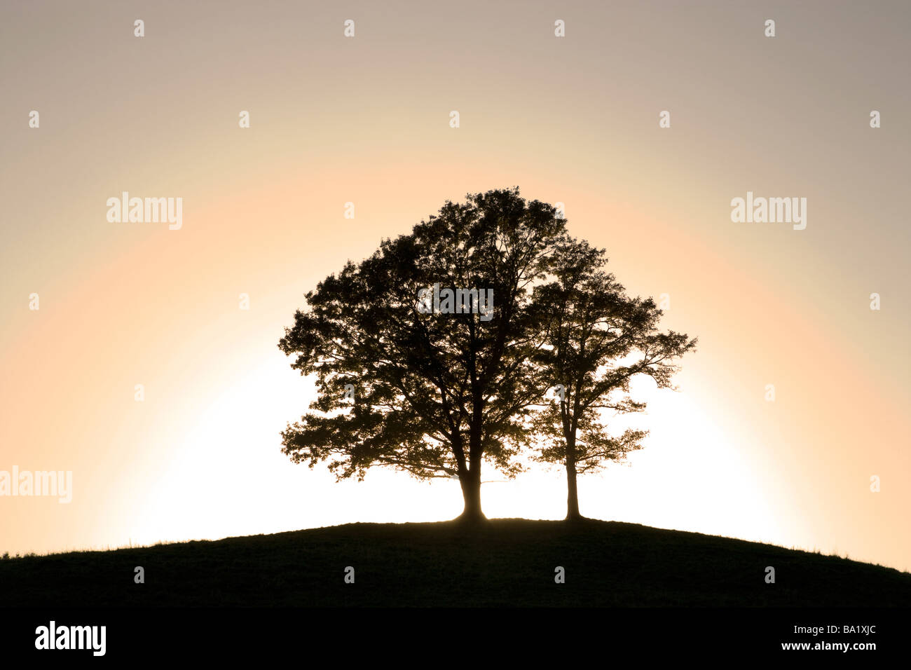 Alone Tree at Evening Stock Photo - Alamy