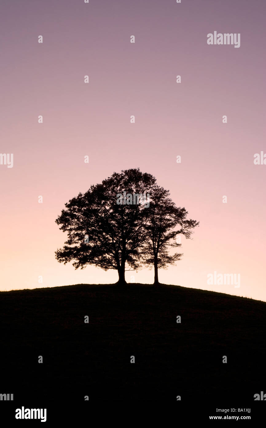 Alone Tree at Evening Stock Photo - Alamy