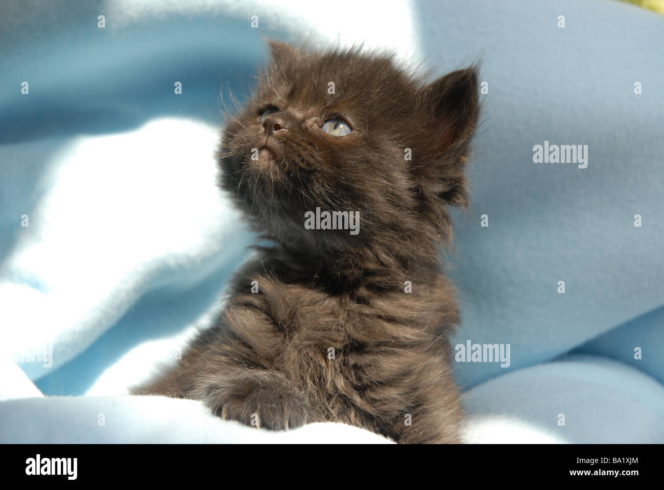 black, long-haired kitten, 5 weeks old Stock Photo - Alamy
