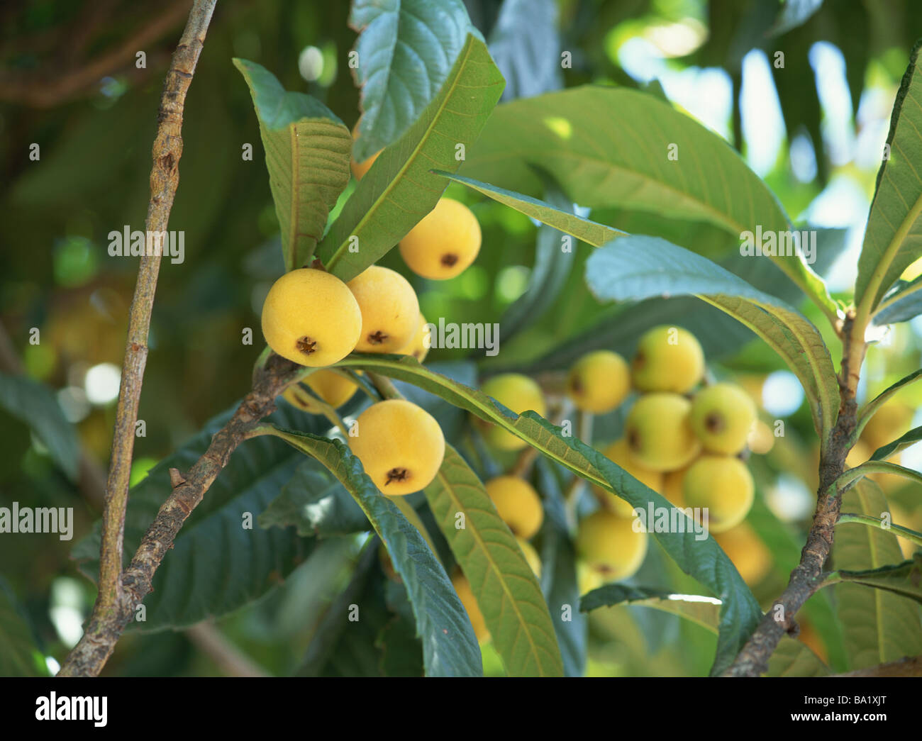 Yellow Loquat Fruits on Tree Stock Photo - Alamy