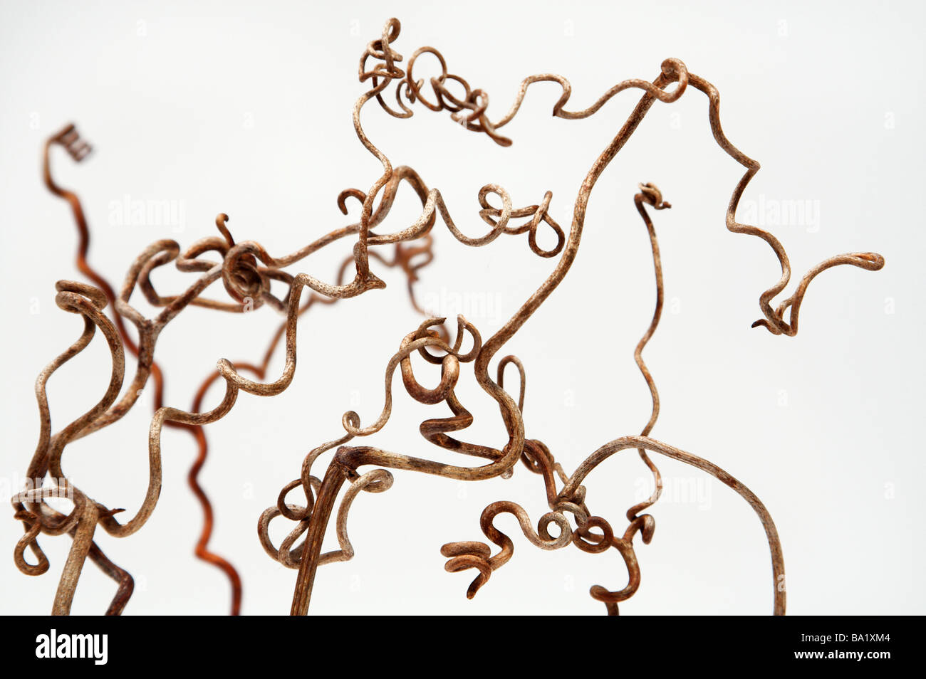 Beautiful forms of a grapevine Stock Photo - Alamy