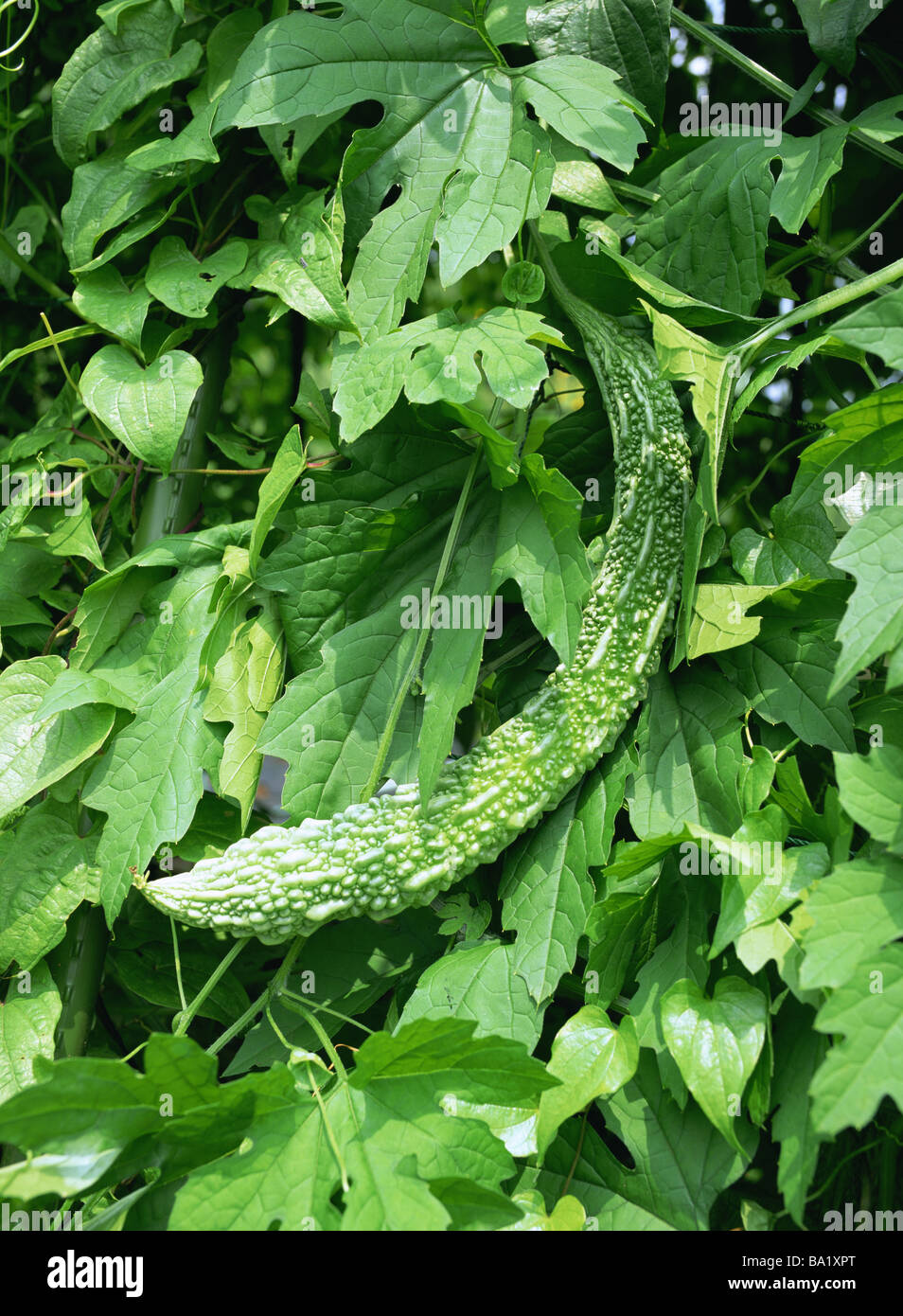 Bitter Melon Hanging on Tree Stock Photo - Alamy
