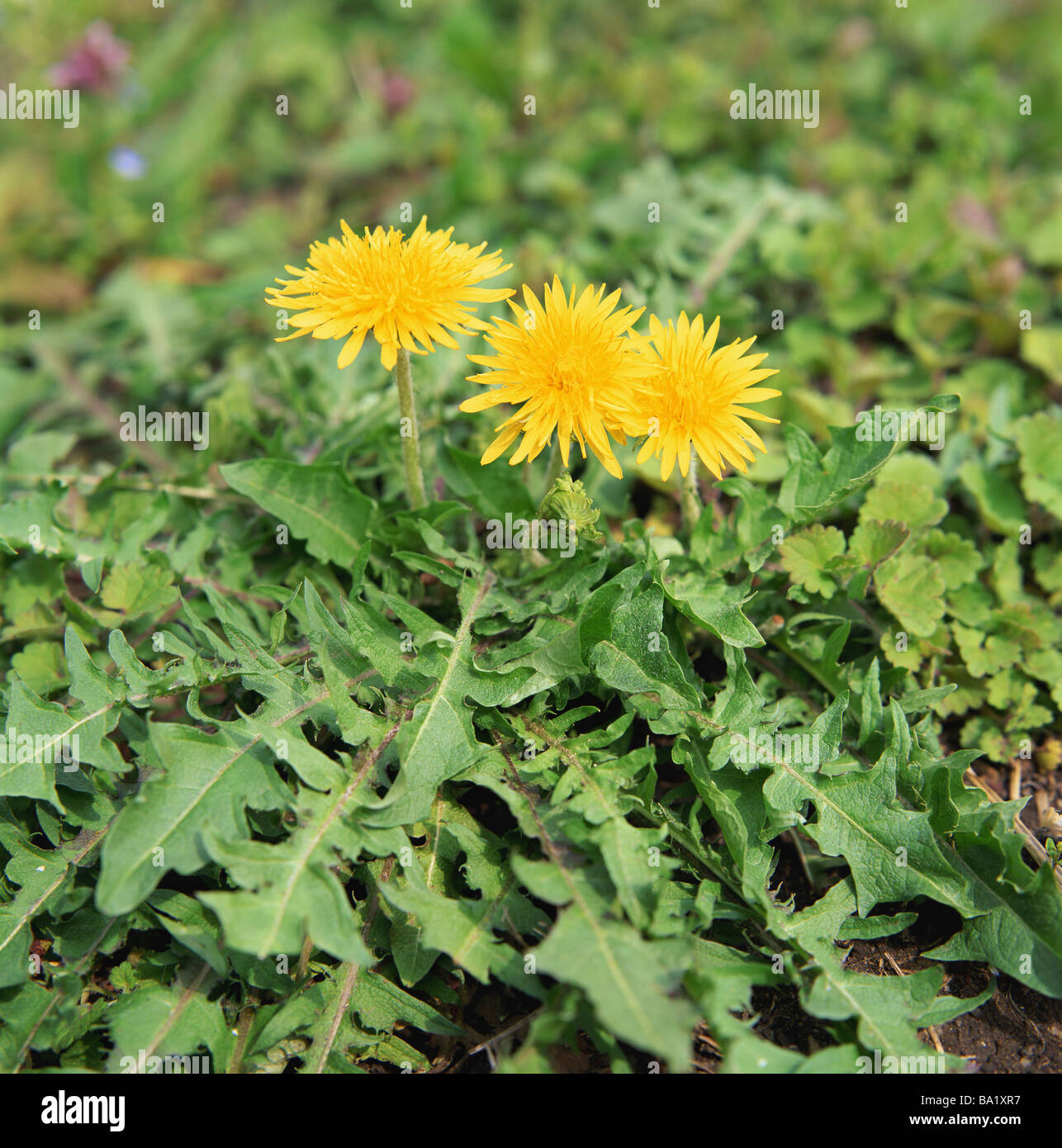 Yellow Dandelion Flowers Growing in Field Stock Photo - Alamy