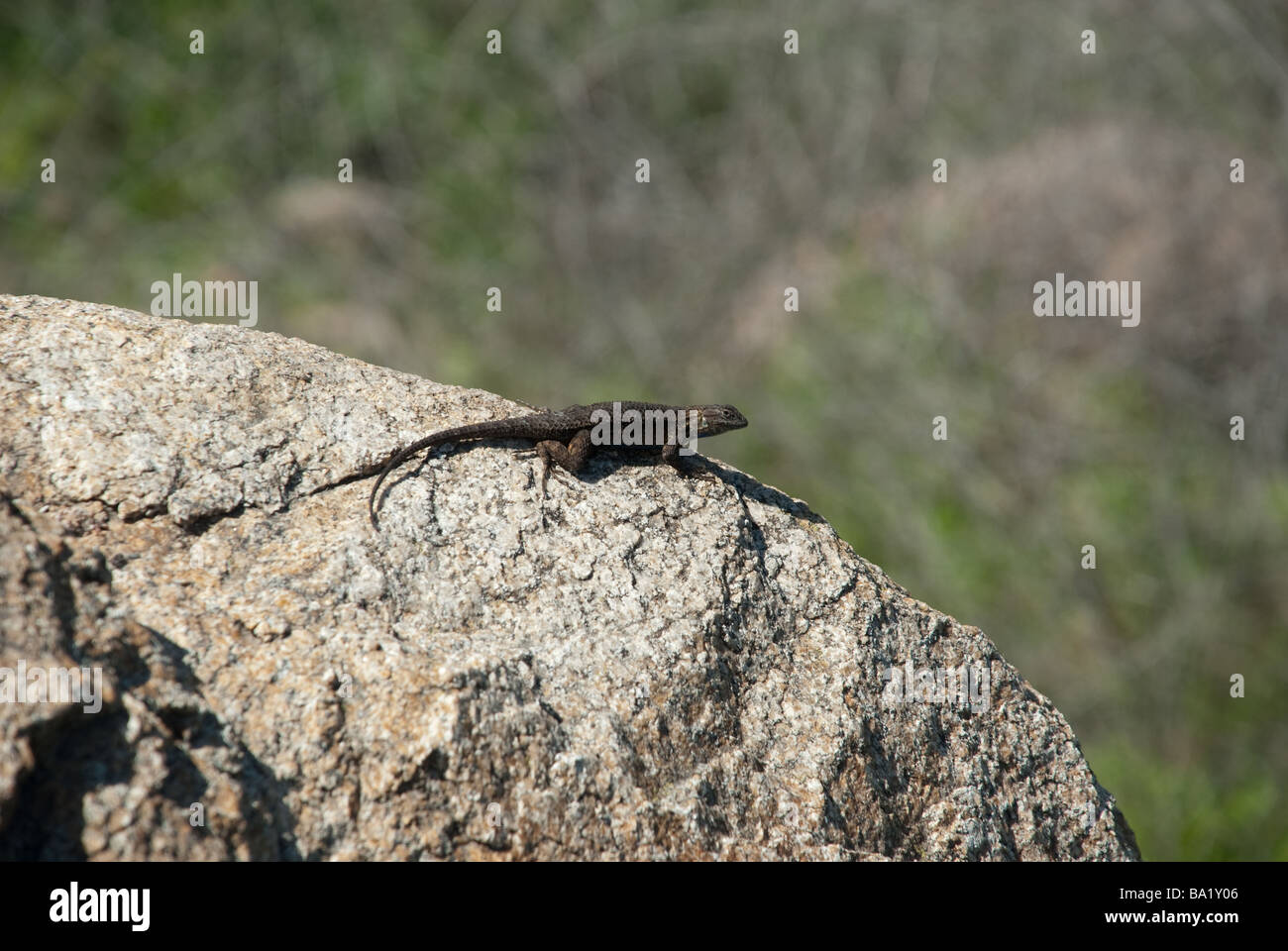 Laying out in sun hi-res stock photography and images - Alamy