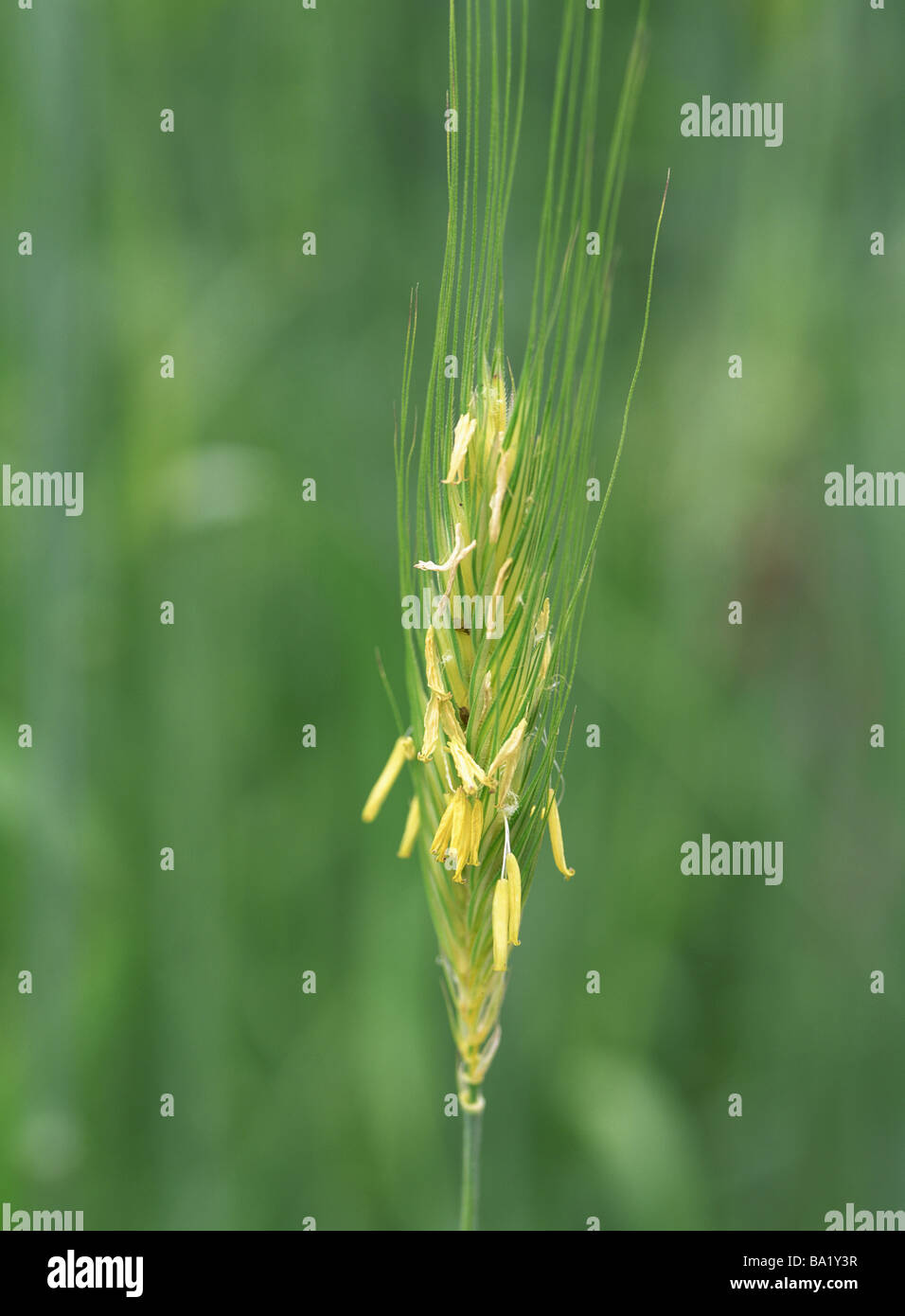 Rye and Wheat Stock Photo - Alamy