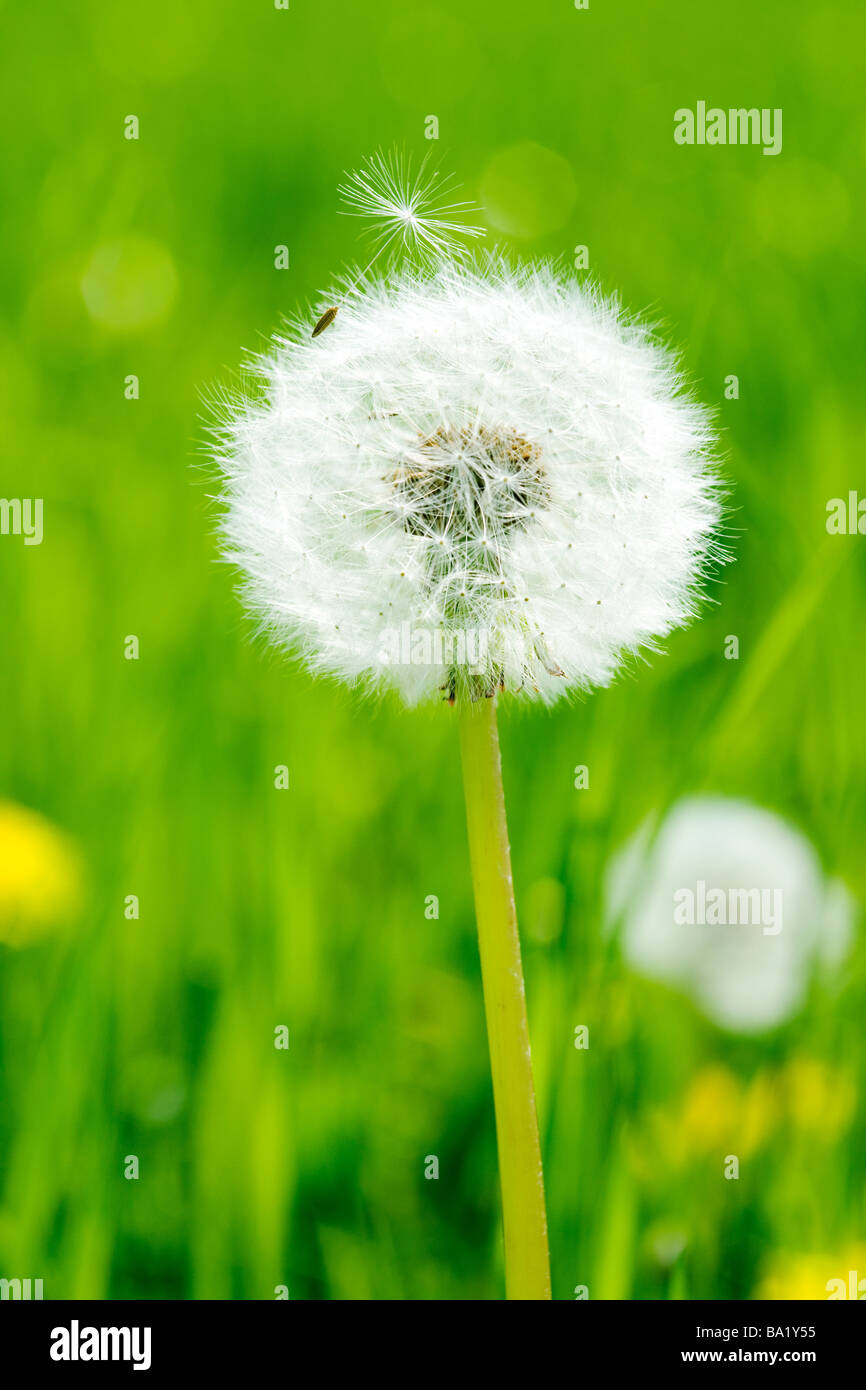 With pappus of dandelion hi-res stock photography and images - Alamy