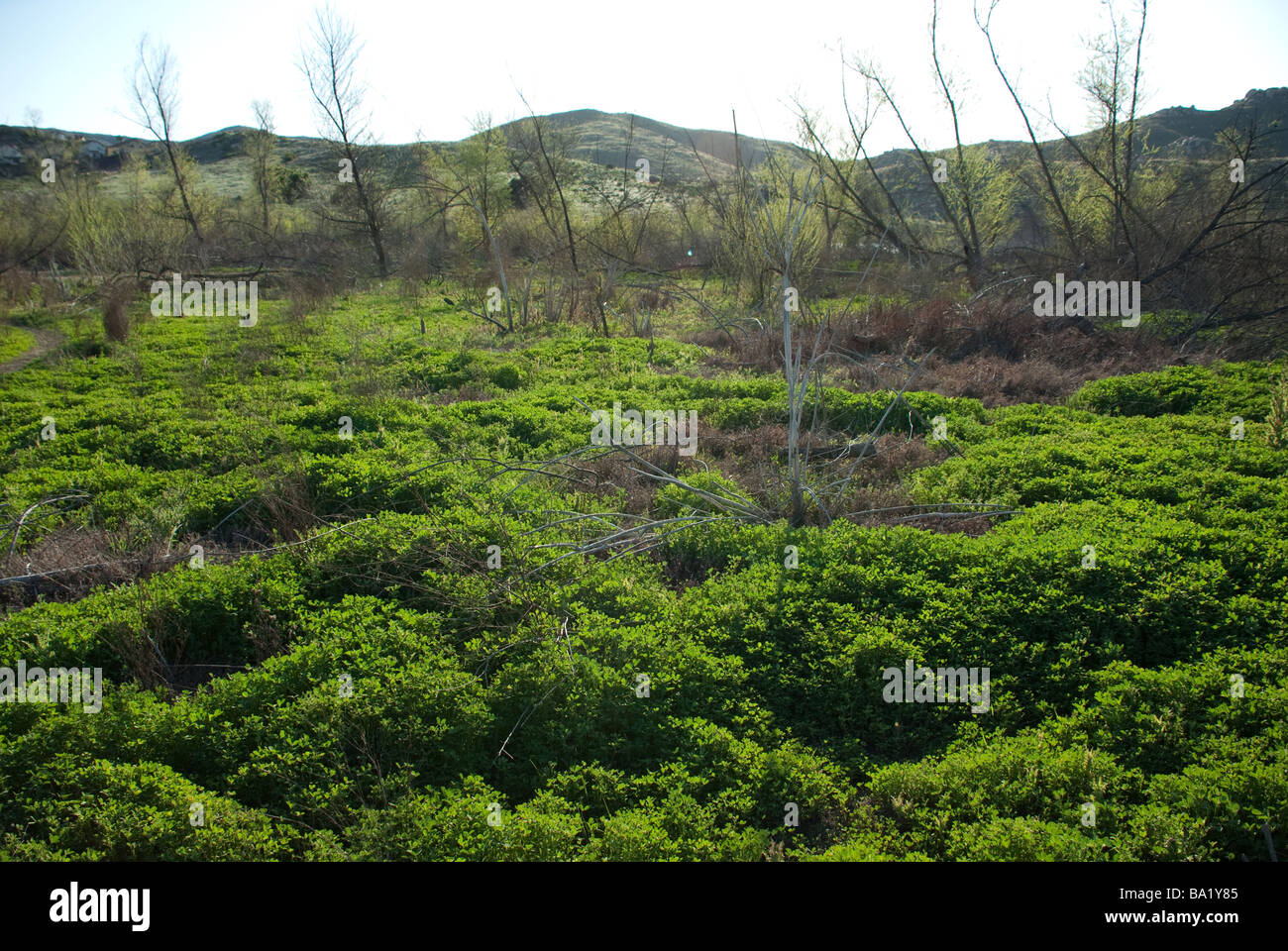 Clover Tree High Resolution Stock Photography and Images - Alamy