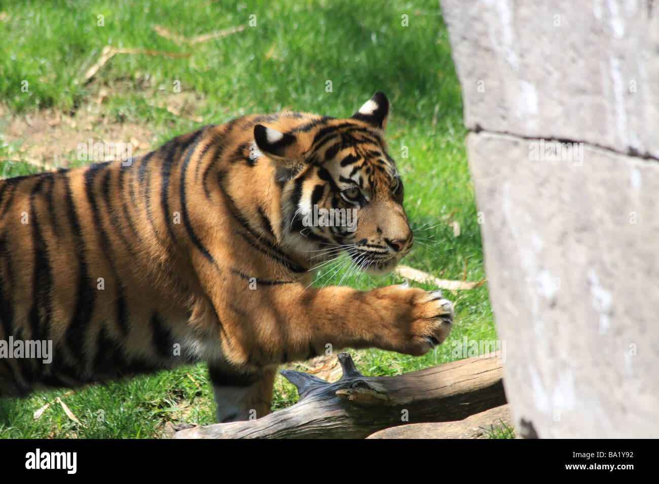 Curious tiger cub hi-res stock photography and images - Alamy