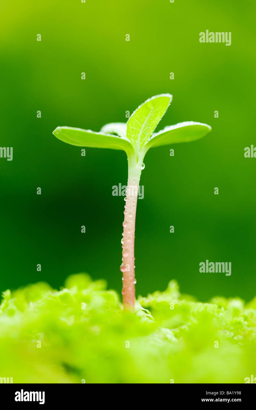 Wet bud growing field bud hi-res stock photography and images - Alamy