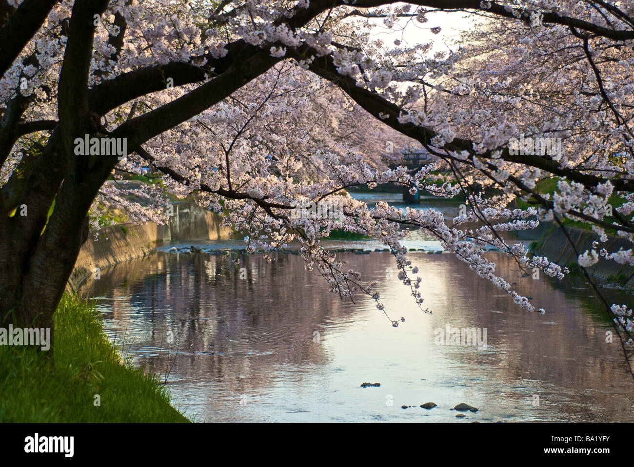 Cherry tree hangs of pink tinted river Stock Photo - Alamy