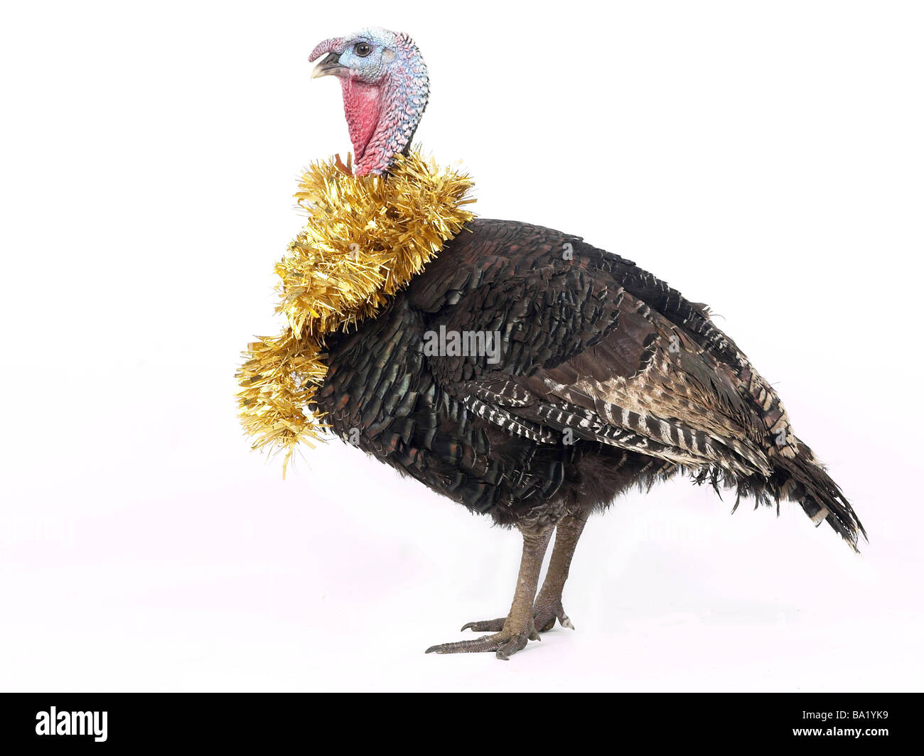 A turkey with tinsel around its neck Stock Photo - Alamy