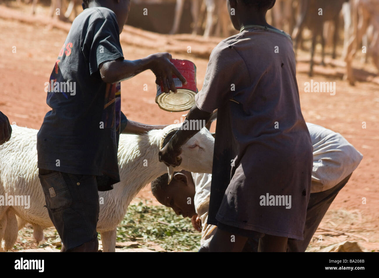 Bathing a Sheep before Tabaski in Timbuktu Mali Stock Photo - Alamy