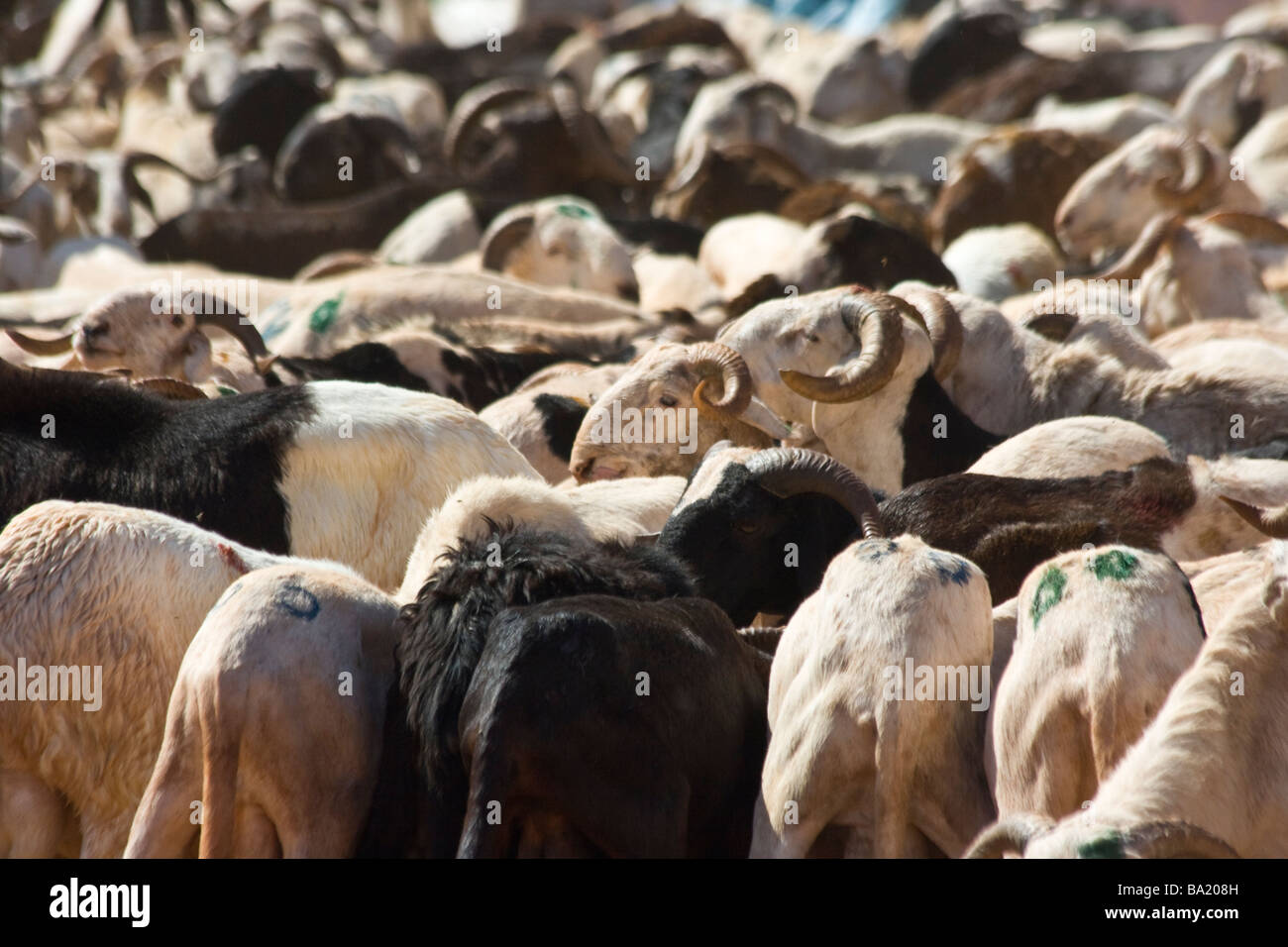 Flock of Sheep for Tabaski in Bamako Mali Stock Photo - Alamy