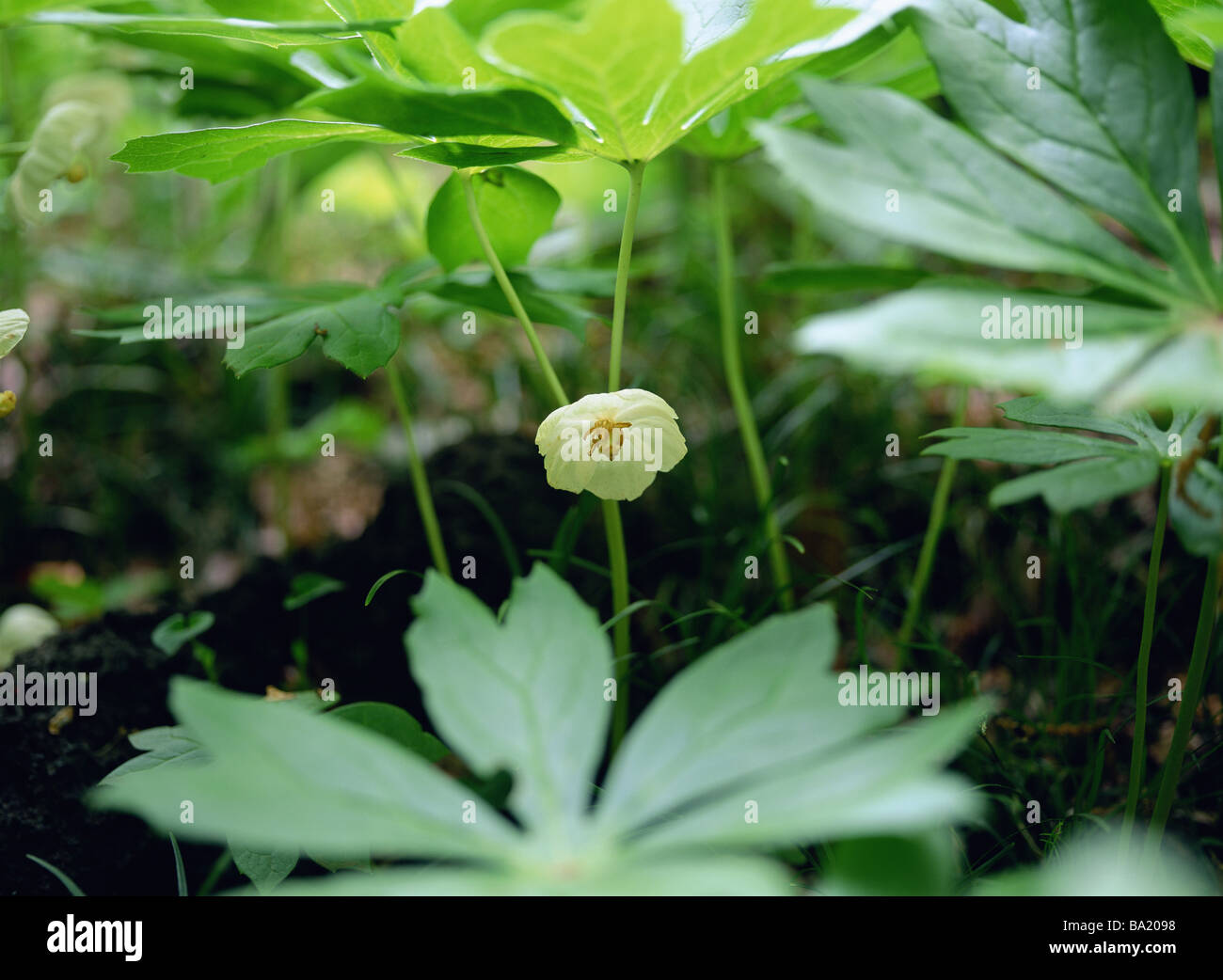 Mayapple Flower Blooming in Forest Stock Photo - Alamy