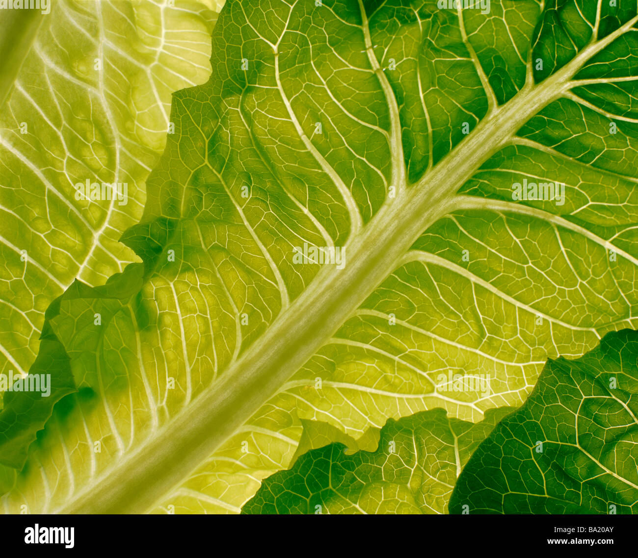 Silverbeet home garden hi-res stock photography and images - Alamy