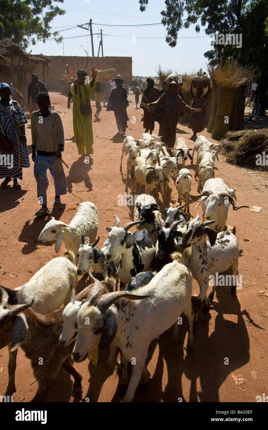 Tabaski sheep mali hi-res stock photography and images - Alamy