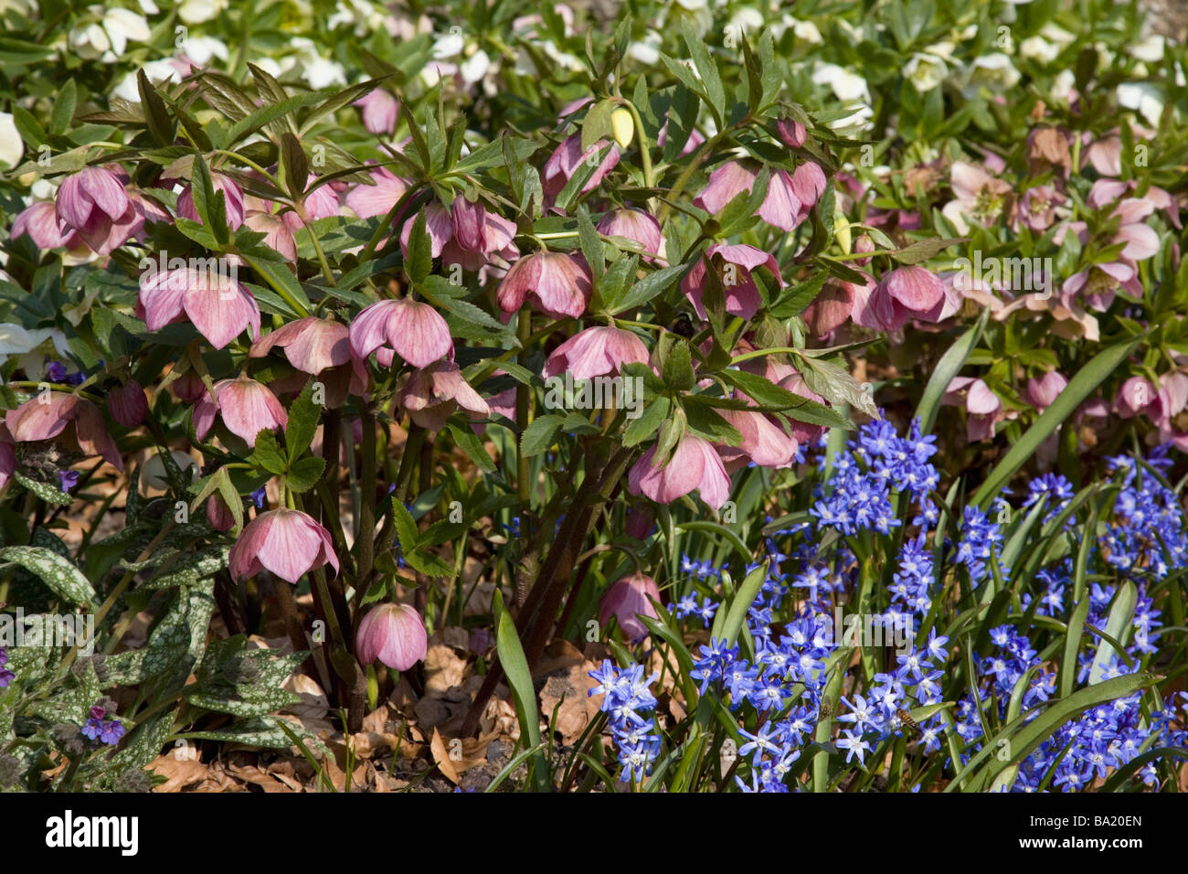 Spring border hellebores hi-res stock photography and images - Alamy