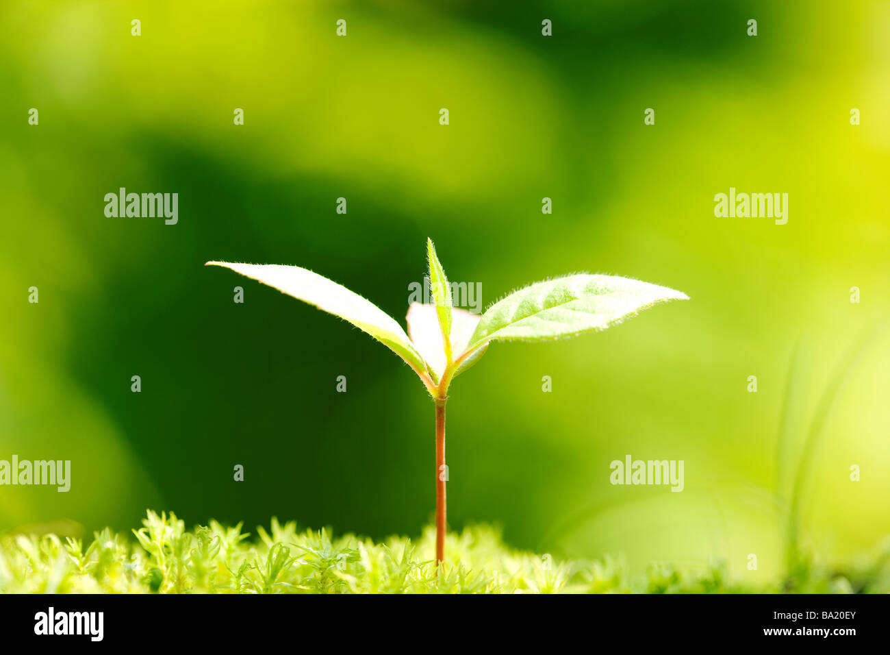Stewartia Bud Growing in Spring Stock Photo - Alamy