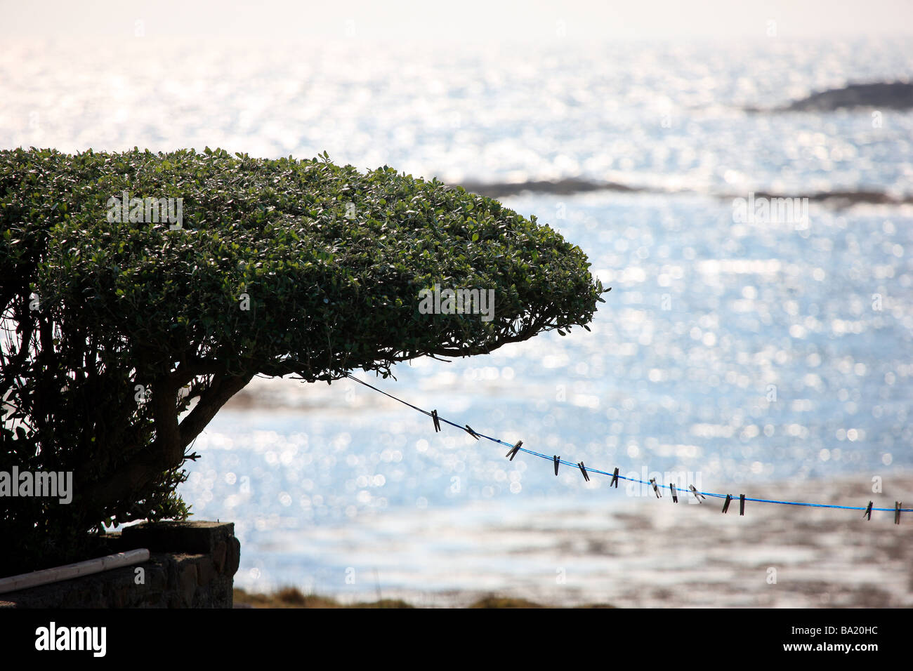 Tree with a washing line Stock Photo - Alamy