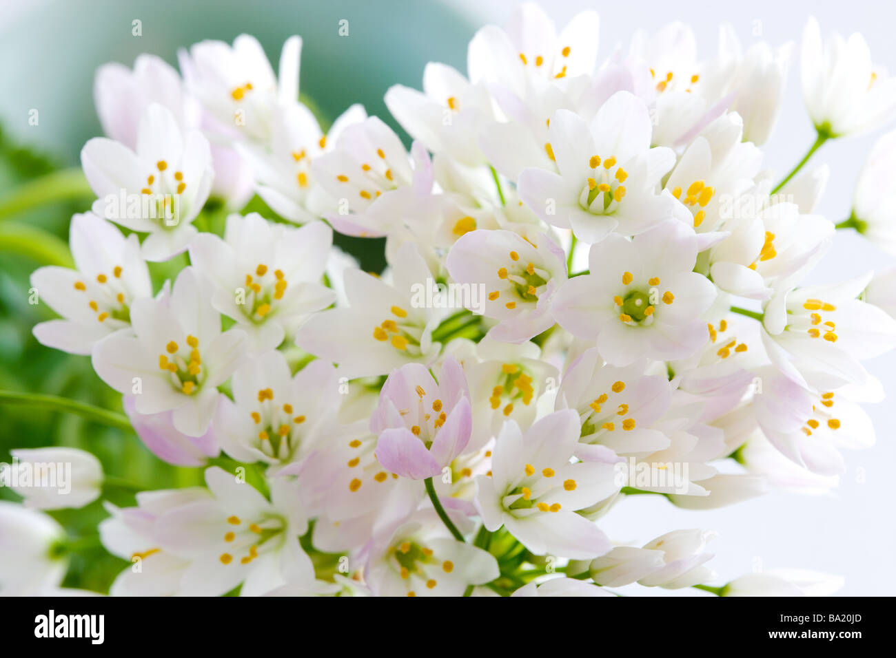 Allium bunch hi-res stock photography and images - Alamy