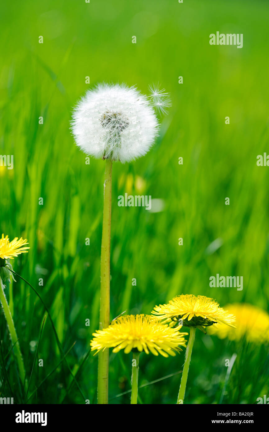 Growing dandelion hi-res stock photography and images - Alamy
