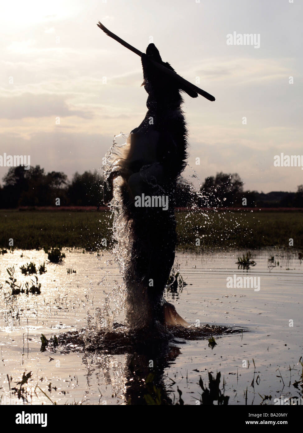 A dog leaping out of a river, catching a stick Stock Photo - Alamy