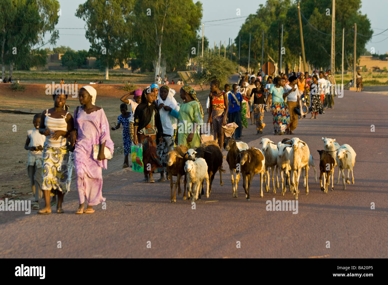 Students walk beside Sheep for Tabaski in Djenne Mali Stock Photo - Alamy