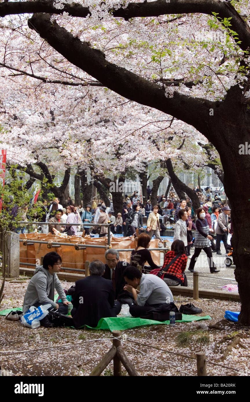 Japanese picnic under cherry blossoms Stock Photo - Alamy