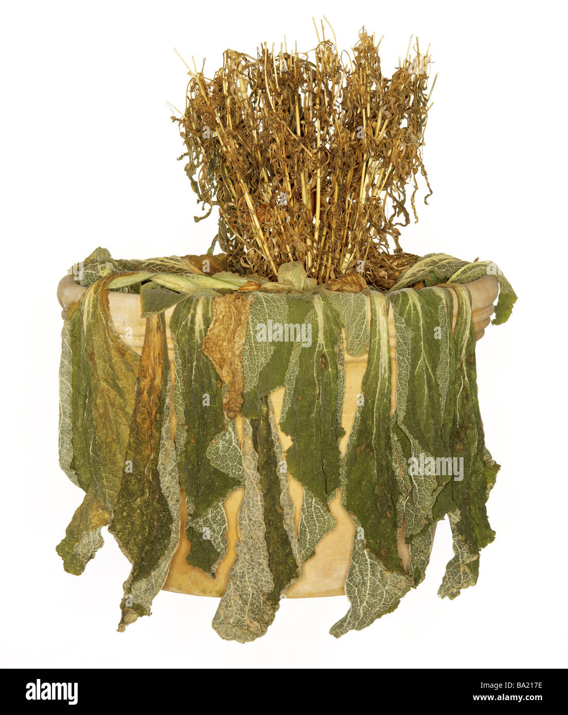 Digitalis plants Cut Out Stock Images & Pictures - Alamy