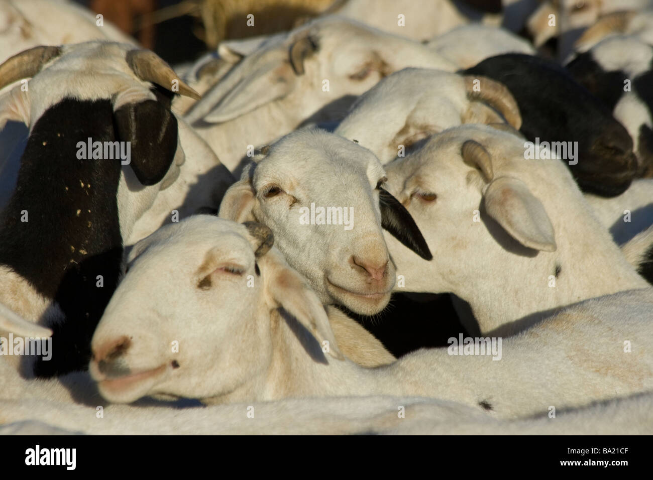 Flock of Sheep for Tabaski in Timbuktu Mali Stock Photo - Alamy