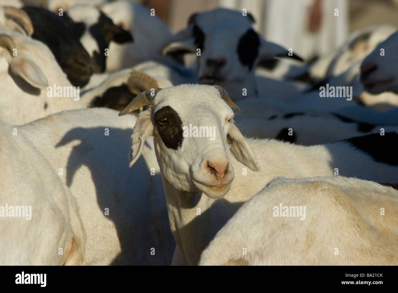 Tabaski sheep mali hi-res stock photography and images - Alamy