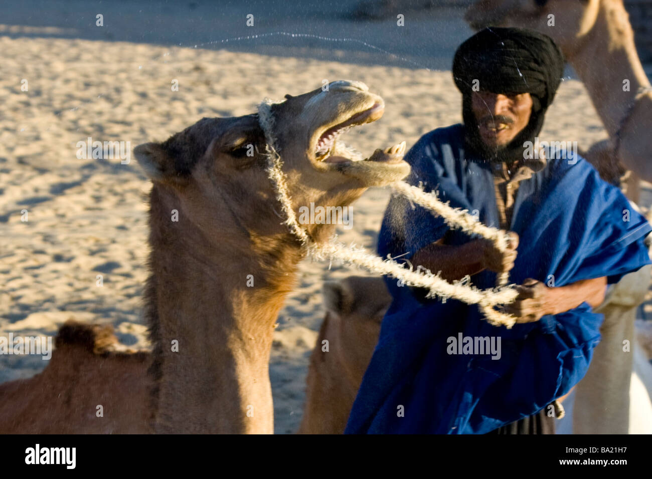 Camel handler hi-res stock photography and images - Alamy