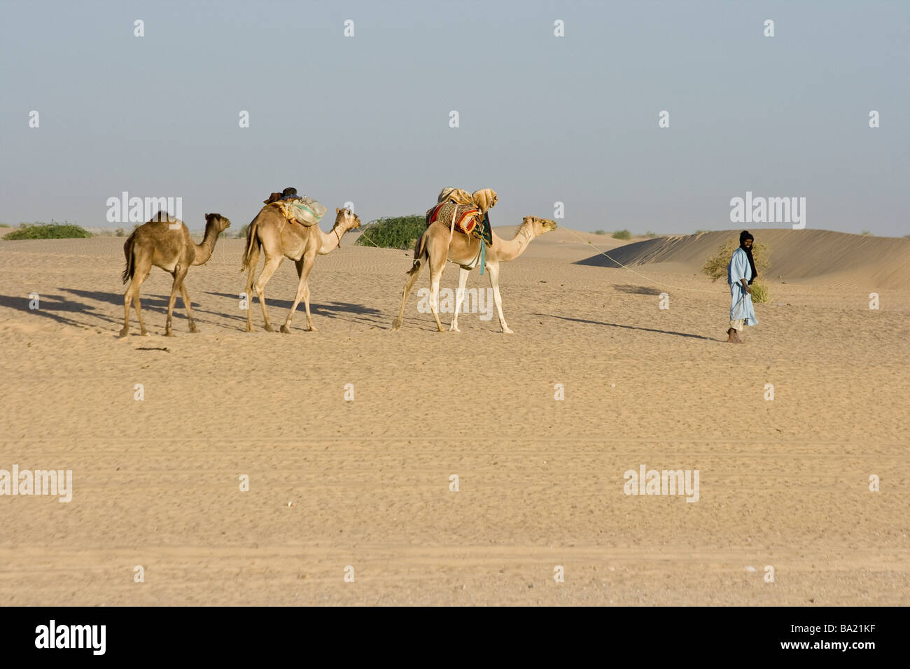 Touareg Camel Caravan in the Desert just outside Timbuktu Mali Stock ...