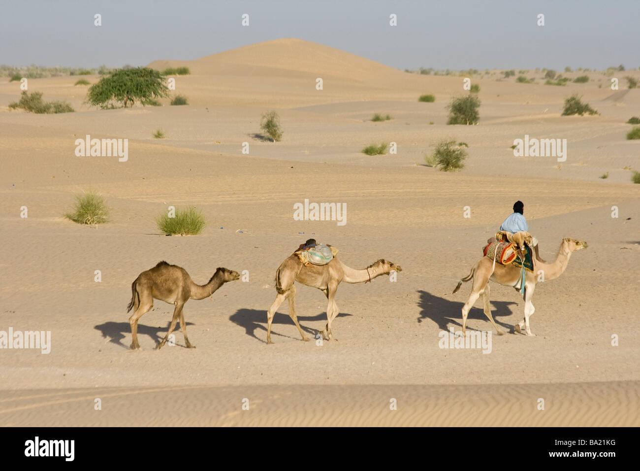 Timbuktu camel hi-res stock photography and images - Alamy