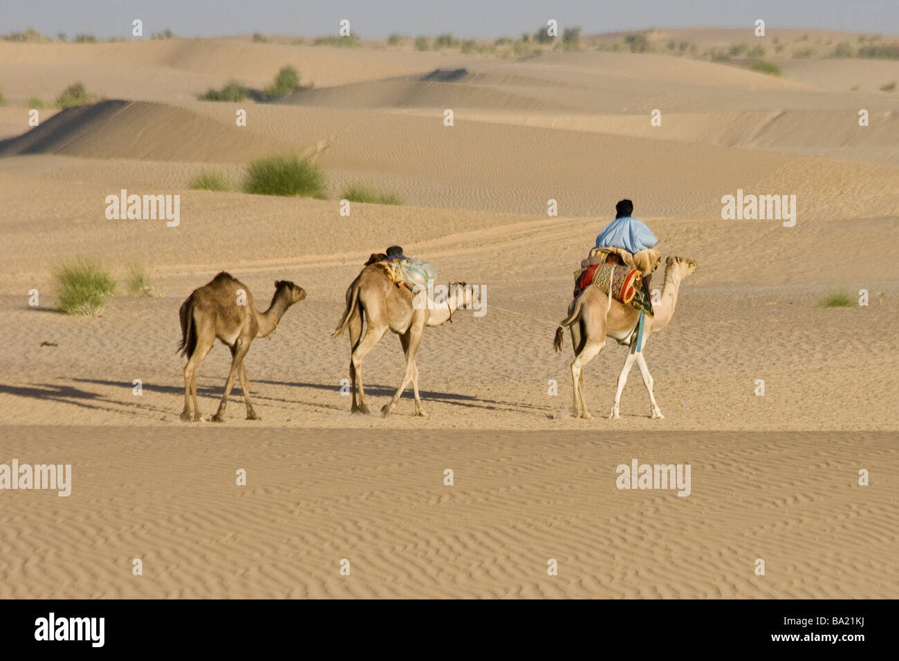 Mali touareg camel hi-res stock photography and images - Alamy