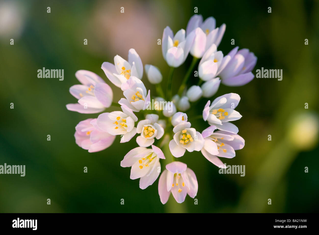 White Allium Flowers Stock Photo - Alamy