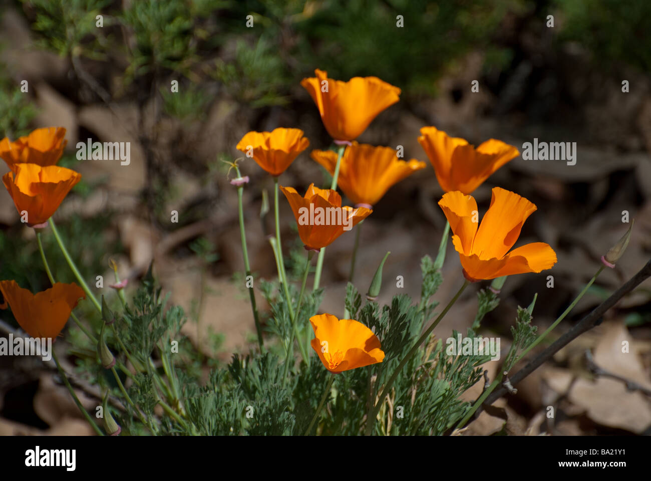 orange flowers sway in the wind Stock Photo - Alamy