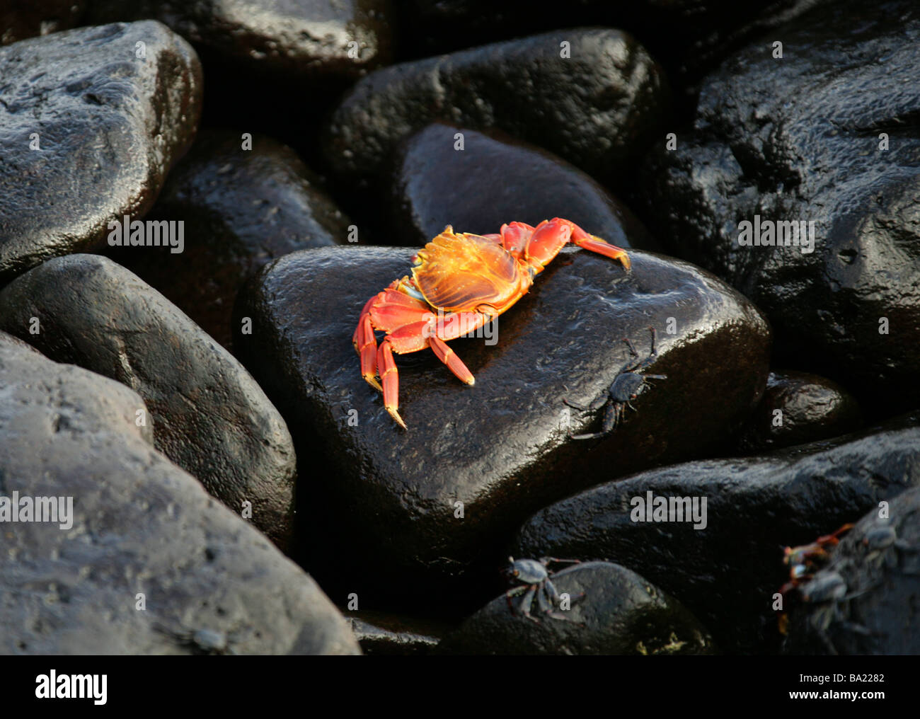 Sally Lightfoot Crab, Grapsus grapsus, Espanola Island, Galapagos ...