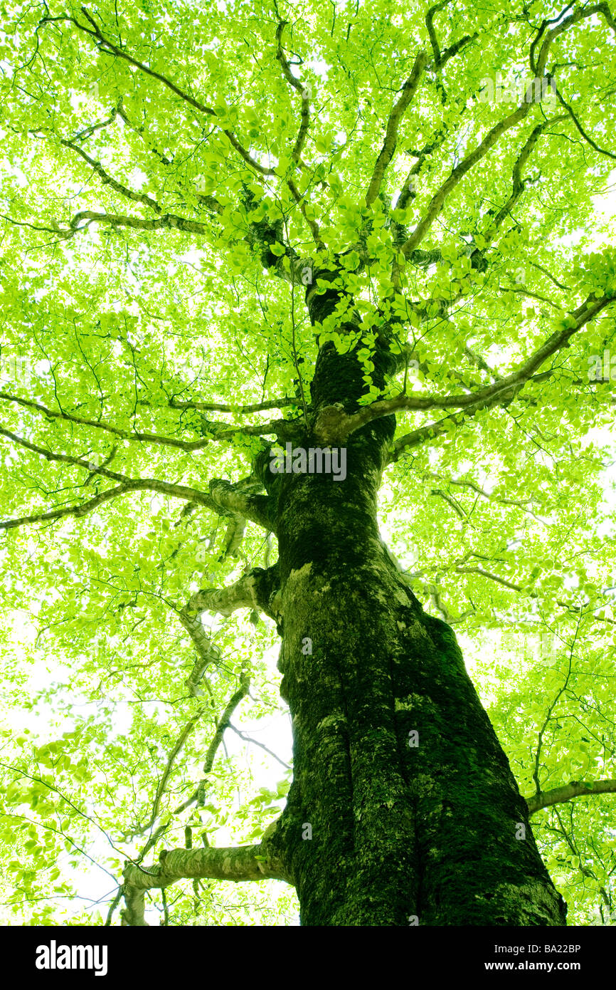 Sunrays Passing Through Beech Trees Stock Photo - Alamy Sunrays Passing Through Beech Trees Stock Photo - Alamy