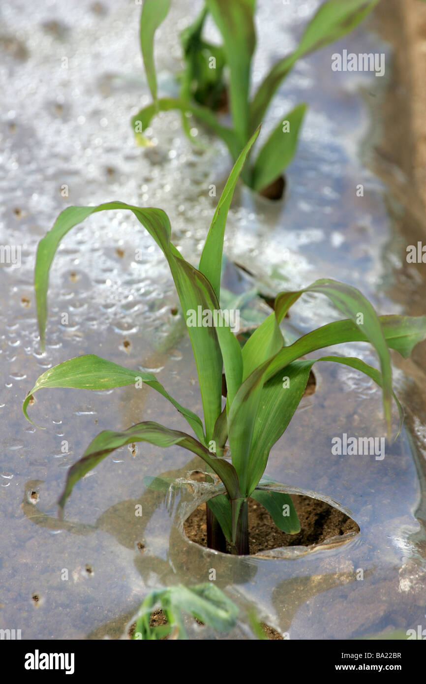 Mazie hi-res stock photography and images - Alamy