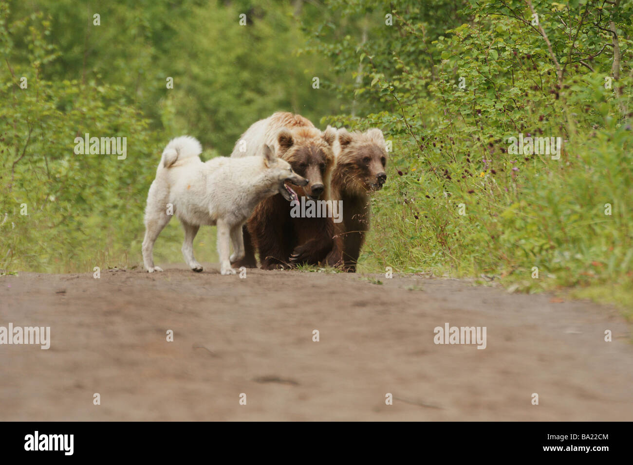 Two bears and dog. (Ursus arctos jeniseensis Stock Photo - Alamy