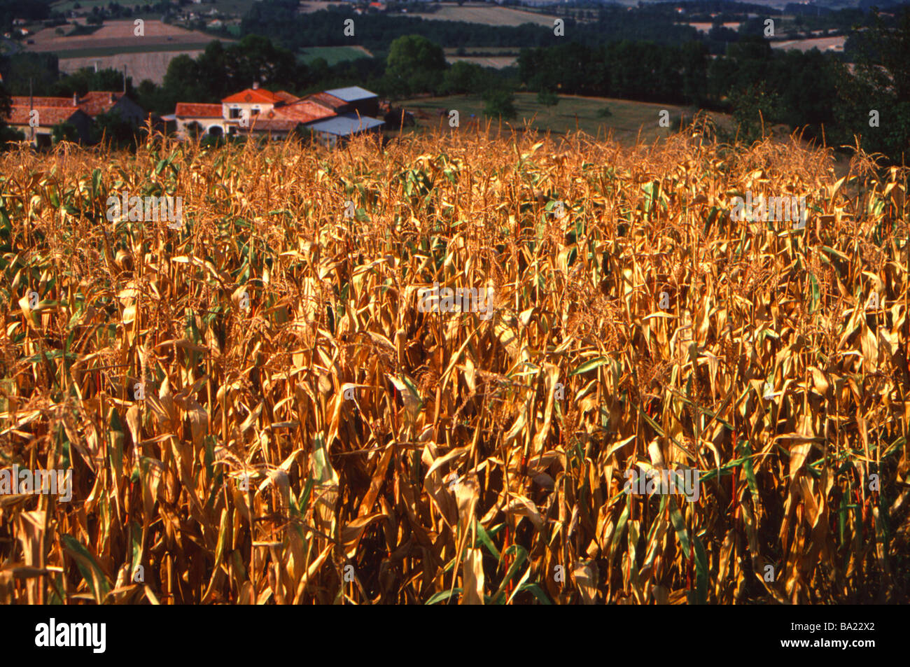A field of corn ready to be harvested in the Dordogne region of France ...