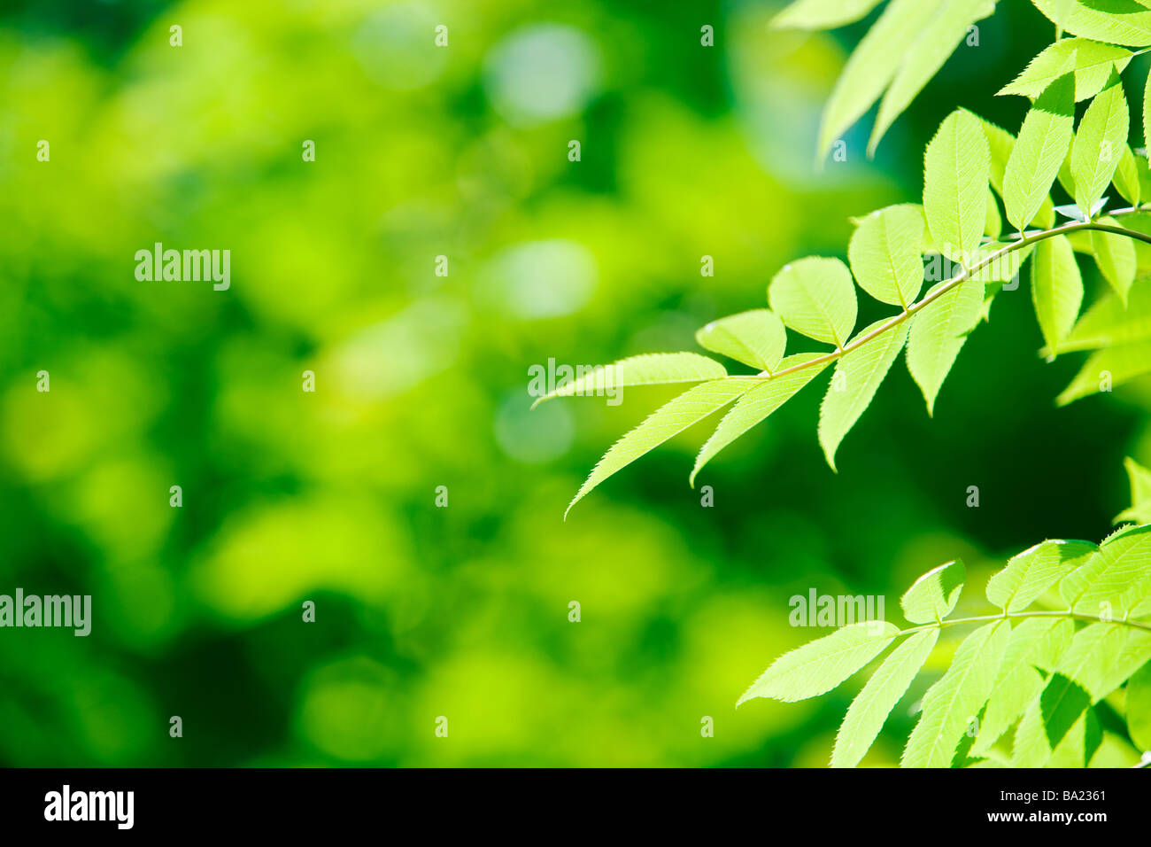 Sunrays Passing Through Beech Trees Stock Photo - Alamy Sunrays Passing Through Beech Trees Stock Photo - Alamy