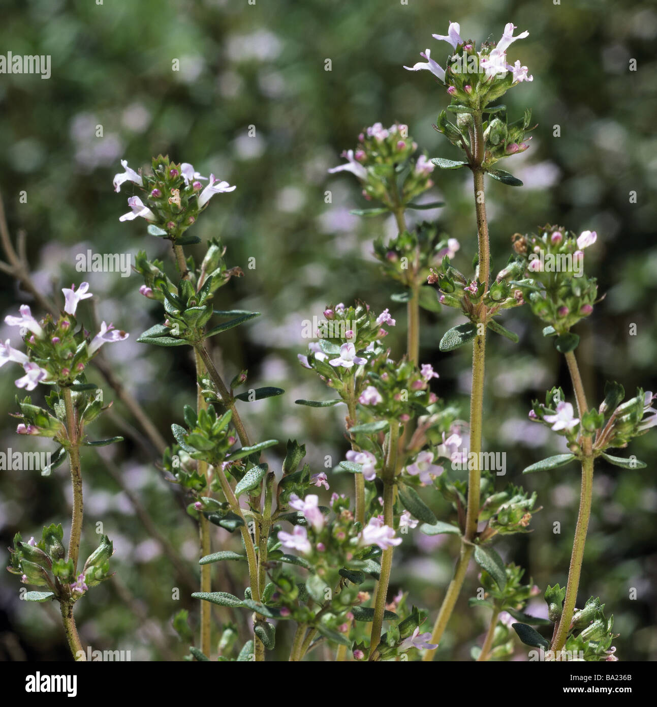 Real thyme thymus vulgaris hi-res stock photography and images - Alamy
