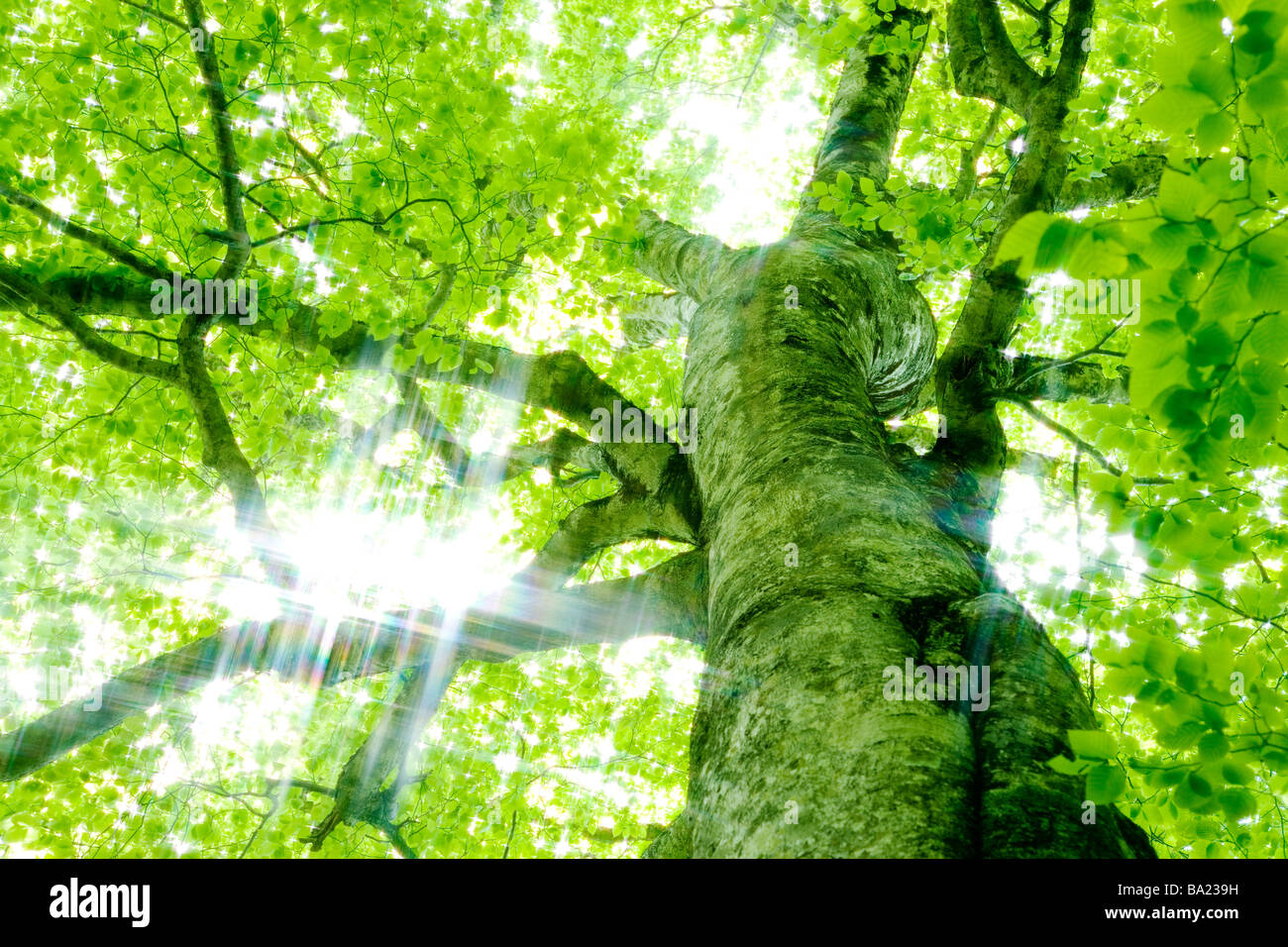 Sunrays Passing Through Beech Trees Stock Photo - Alamy Sunrays Passing Through Beech Trees Stock Photo - Alamy