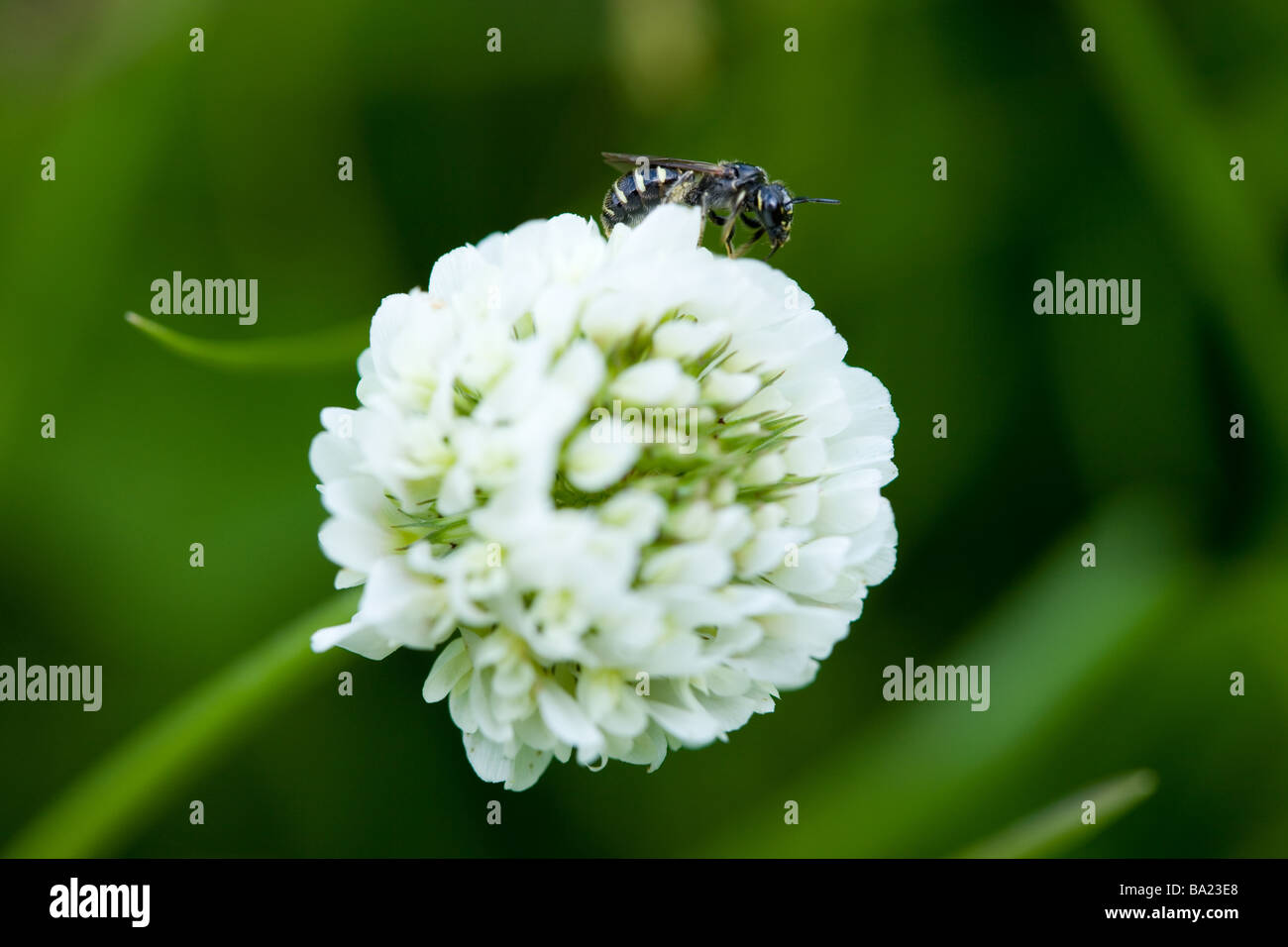 Bee Feeding on Clover Flower Stock Photo - Alamy