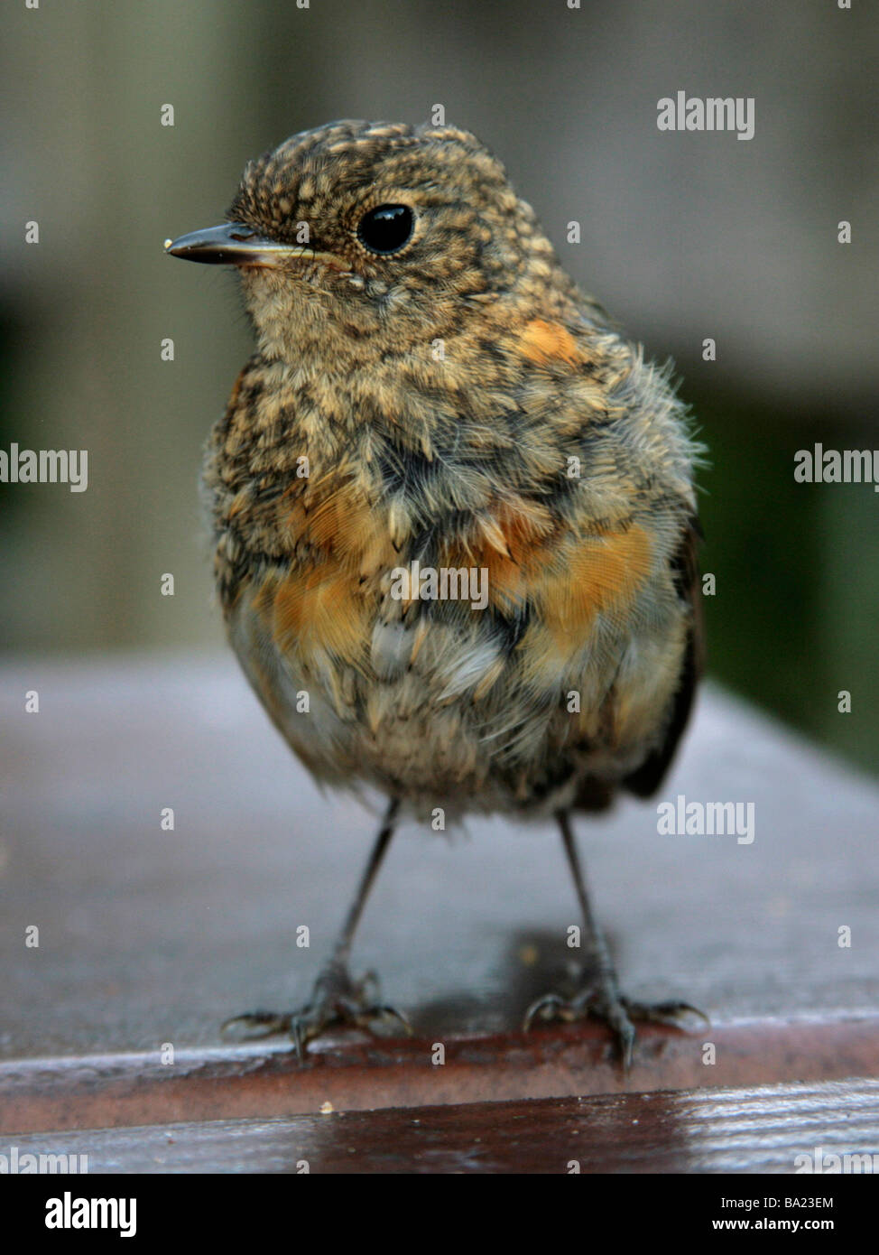 Fledgling robin hi-res stock photography and images - Alamy