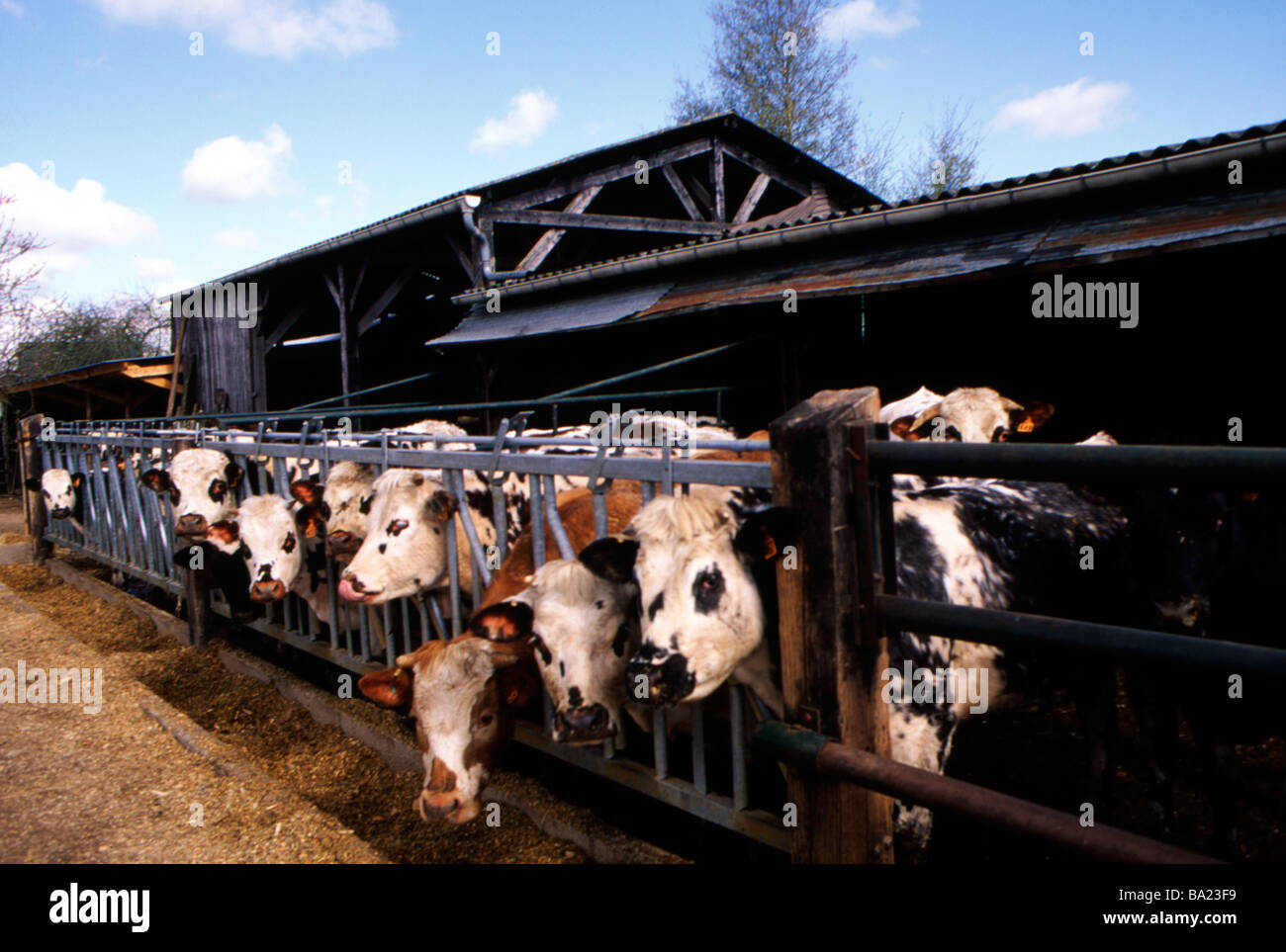 Cattle pen hi-res stock photography and images - Alamy